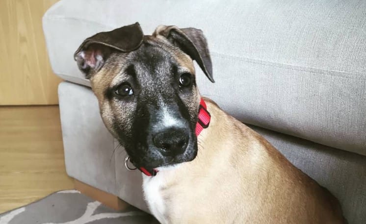 33 Gorgeous Boxer Dog Mixes You Just Have To See - PetPress