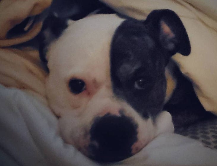 33 Gorgeous Boxer Dog Mixes You Just Have To See - PetPress