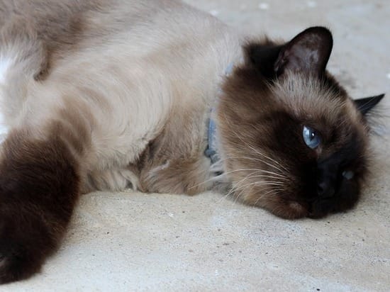 14 Tips How to Reassure a Siamese Cat - PetPress