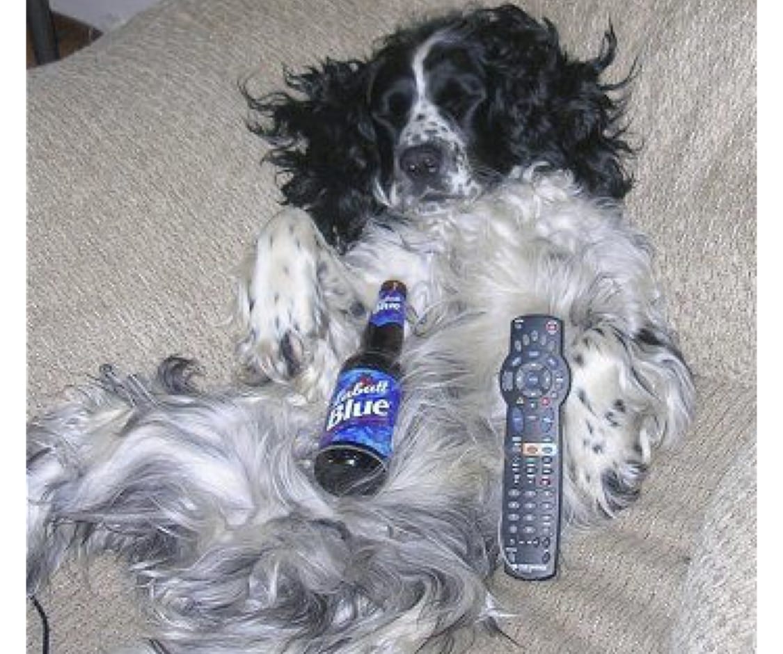 14 Funny Springer Spaniel Memes - PetPress