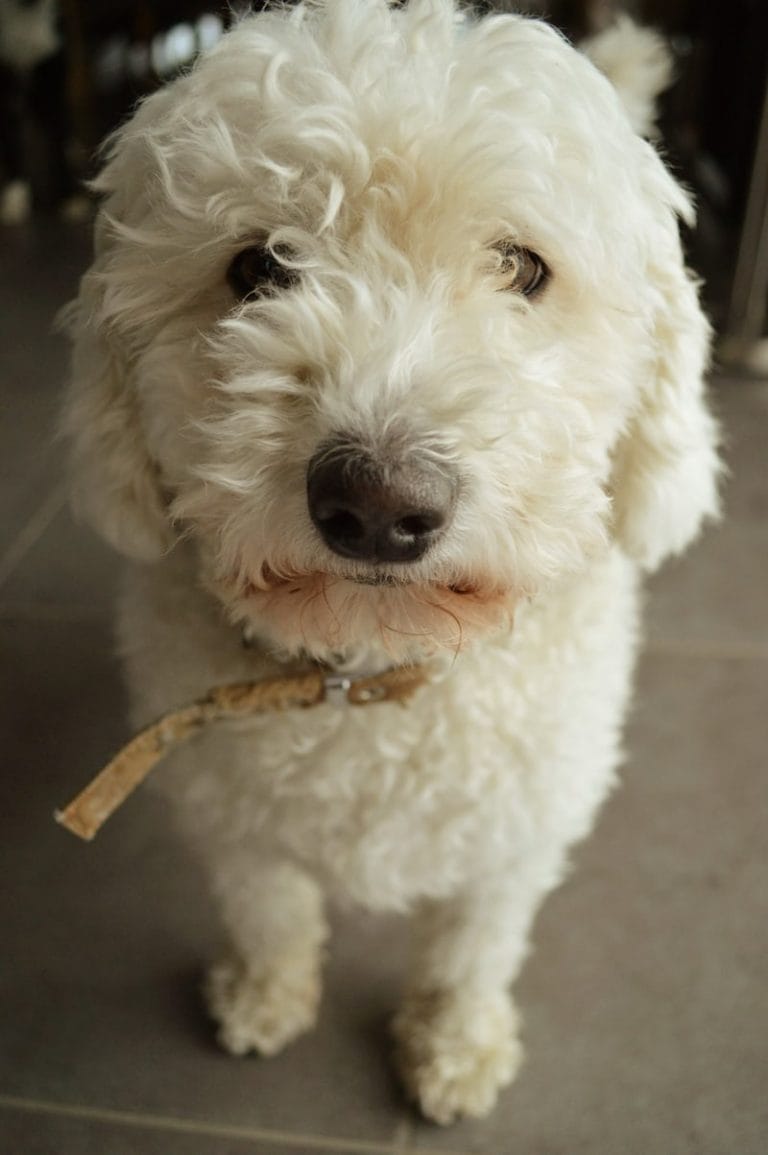 14 Reasons Why Poodles and Doodle Dogs Are Best Of The Best - Page 2 of ...