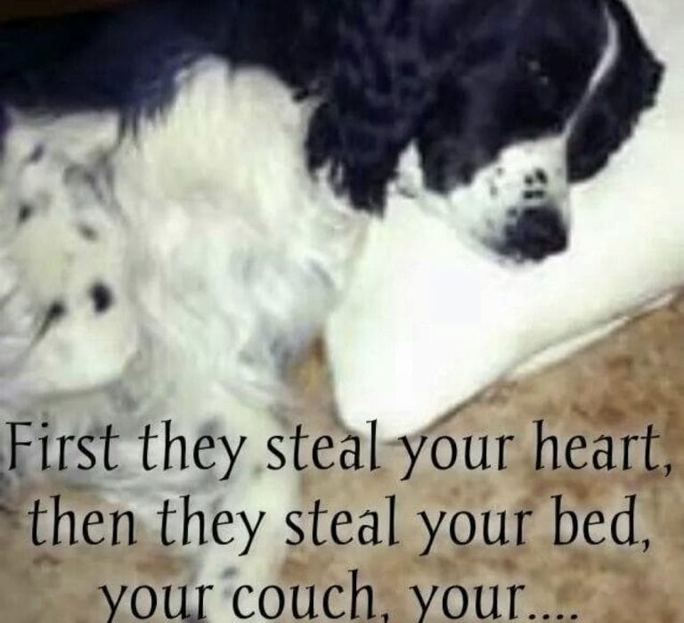 14 Funny Springer Spaniel Memes - Page 2 of 3 - PetPress