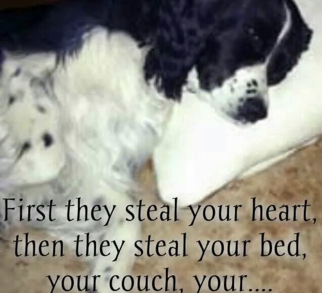 14 Funny Springer Spaniel Memes - Page 2 of 3 - PetPress