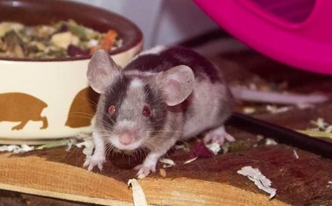 Mouse Names: Over 600 Cute And Funny Names For A Pet Mouse