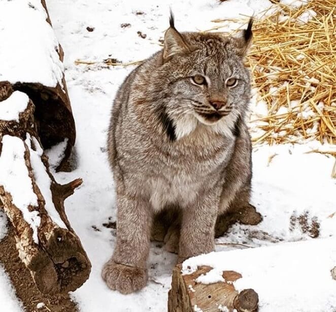 7 Small Exotic Cats That Are Surprisingly Legal to Own as Pets - PetPress