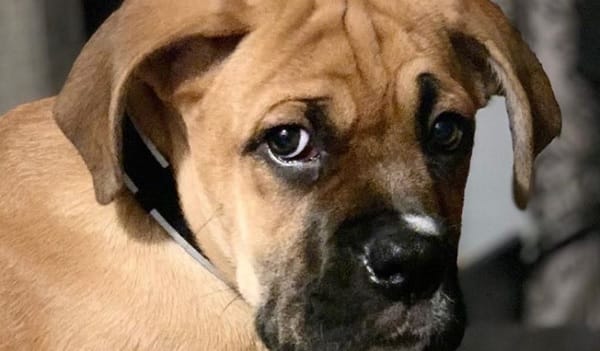 33 Gorgeous Boxer Dog Mixes You Just Have To See - PetPress