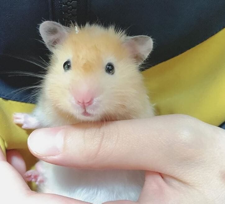Female Hamster Names – Over 300 Cute Girl Hamster Names - PetPress