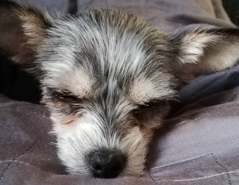 45 Chihuahua Mixes Too Adorable To Be Real - PetPress