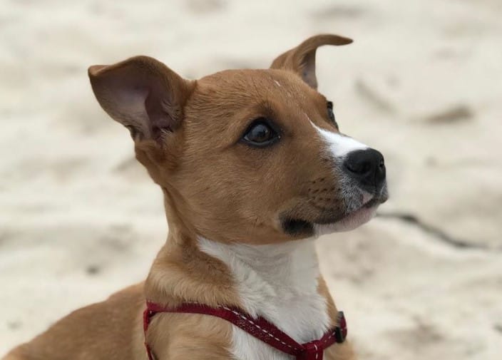 45 Chihuahua Mixes Too Adorable To Be Real - PetPress