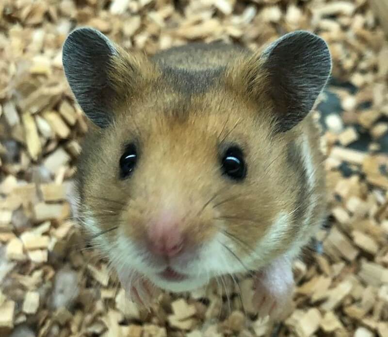 Hamster Names - 500+ Great Ideas For Naming Your Pet Hamster - PetPress