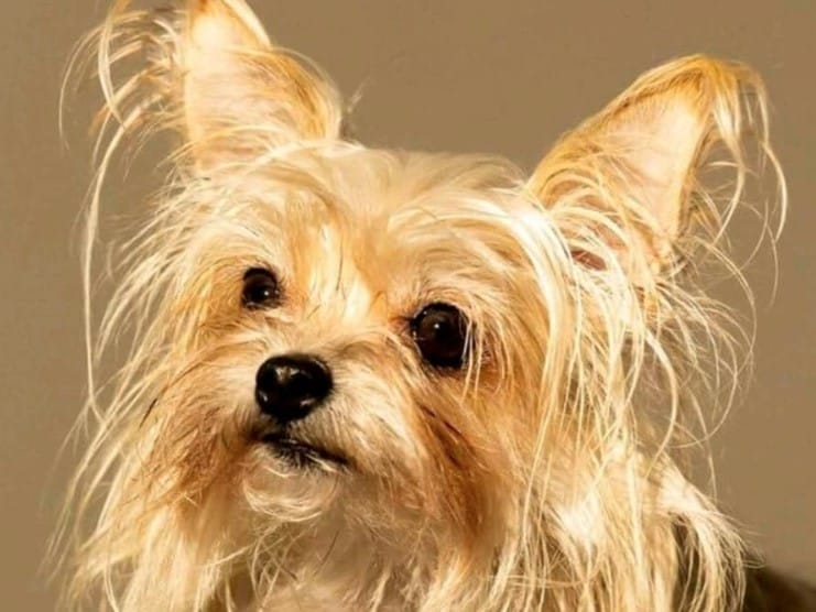 45 Chihuahua Mixes Too Adorable To Be Real - PetPress