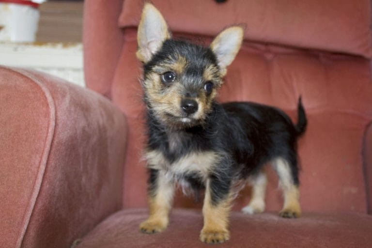 33 Yorkshire Terrier Mixes That Will Melt Your Cold, Unloving Heart