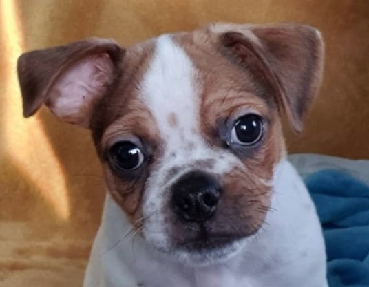 45 Chihuahua Mixes Too Adorable To Be Real - PetPress