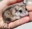 Dwarf Hamster Names - Over 250 Great Ideas For Naming Your Hamster