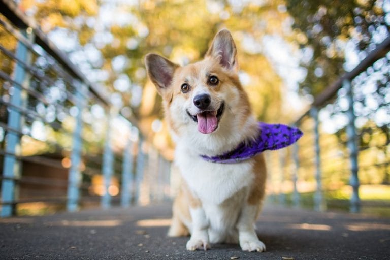 14 Super Cute Corgi Pictures To Make Your Day - PetPress