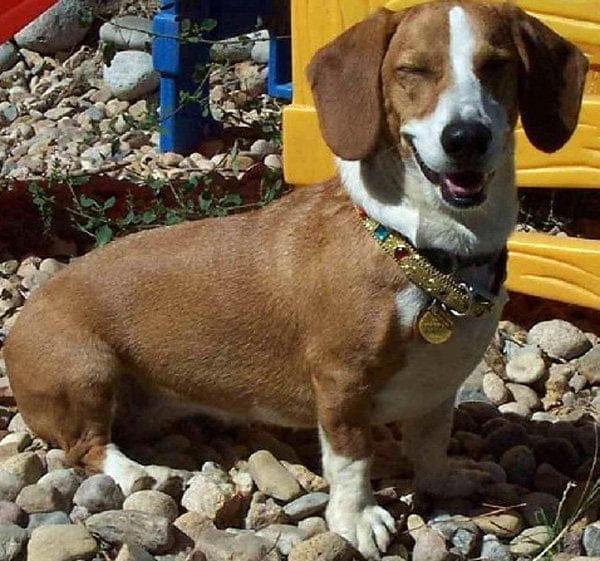 27 Basset Hound Mixes That Will Melt Your Unloving Heart - PetPress