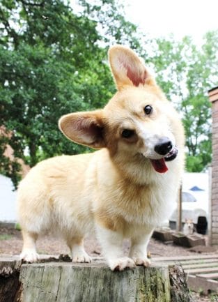 14 Super Cute Corgi Pictures To Make Your Day - Page 2 of 3 - PetPress