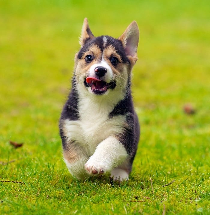 14 Super Cute Corgi Pictures To Make Your Day - Page 2 of 3 - PetPress