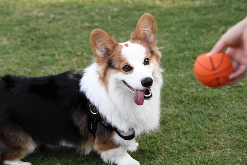 14 Super Cute Corgi Pictures To Make Your Day - Page 2 of 3 - PetPress