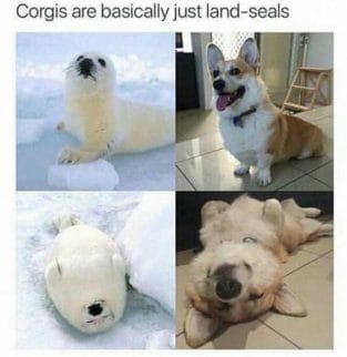 14 Hilarious Corgi Memes To Make You Smile - PetPress