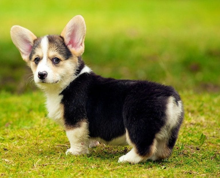 14 Super Cute Corgi Pictures To Make Your Day - PetPress