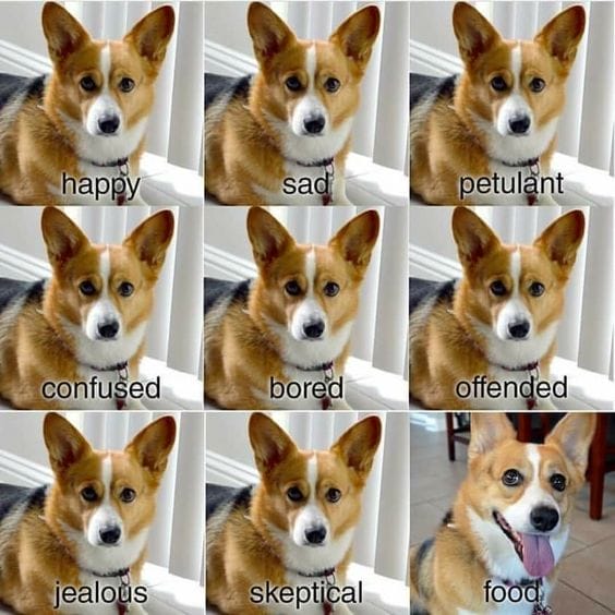 14 Hilarious Corgi Memes To Make You Smile - PetPress