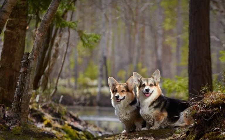 14 Super Cute Corgi Pictures To Make Your Day - PetPress