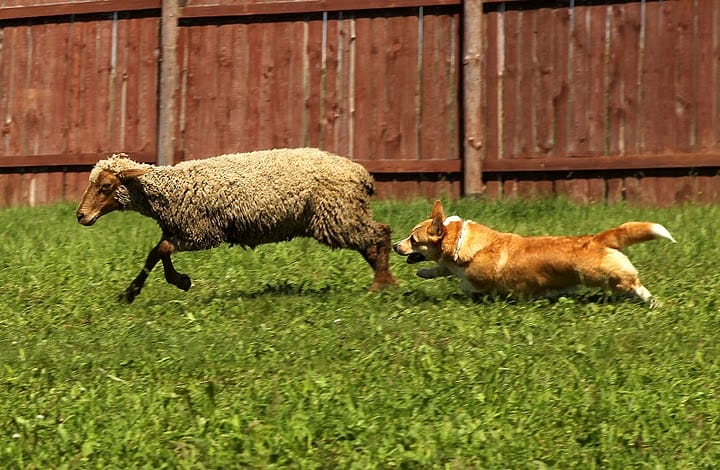 14 Super Cute Corgi Pictures To Make Your Day - PetPress