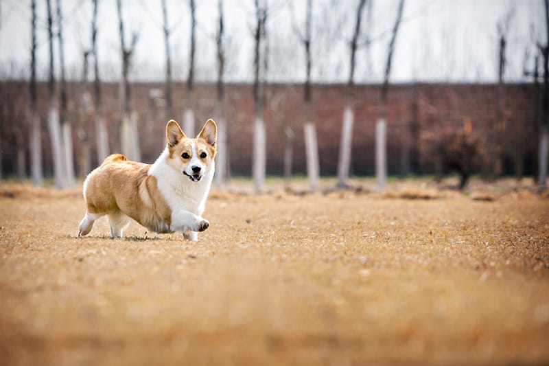 14 Super Cute Corgi Pictures To Make Your Day - Page 2 of 3 - PetPress