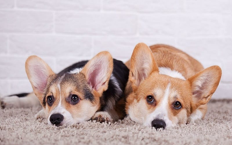 14 Super Cute Corgi Pictures To Make Your Day - Page 2 of 3 - PetPress