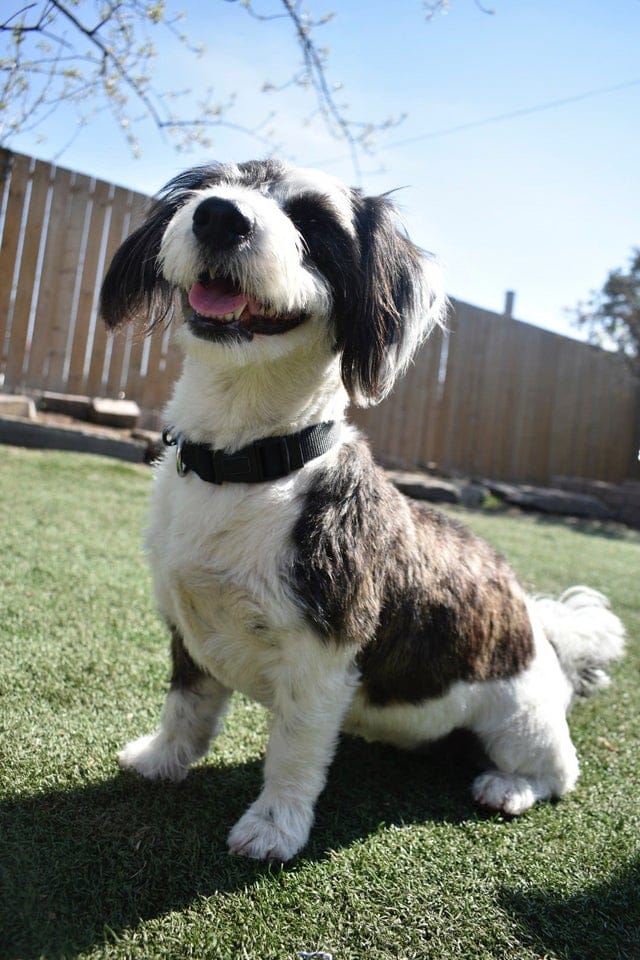 26 Corgi Mixes: Magical Mutts Who'll Steal Your Heart! - PetPress