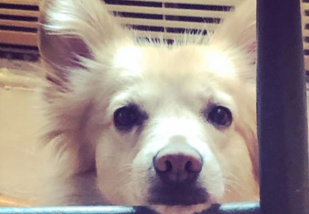 26 Corgi Mixes: Magical Mutts Who'll Steal Your Heart! - PetPress