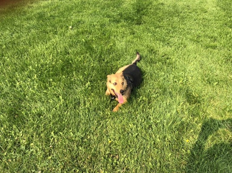 38 Awesome German Shepherd Mixes You Need To Feast Your Eyes On - PetPress