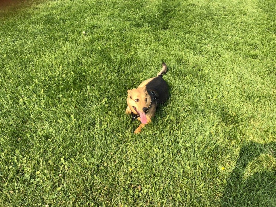 38 Awesome German Shepherd Mixes You Need To Feast Your Eyes On - PetPress