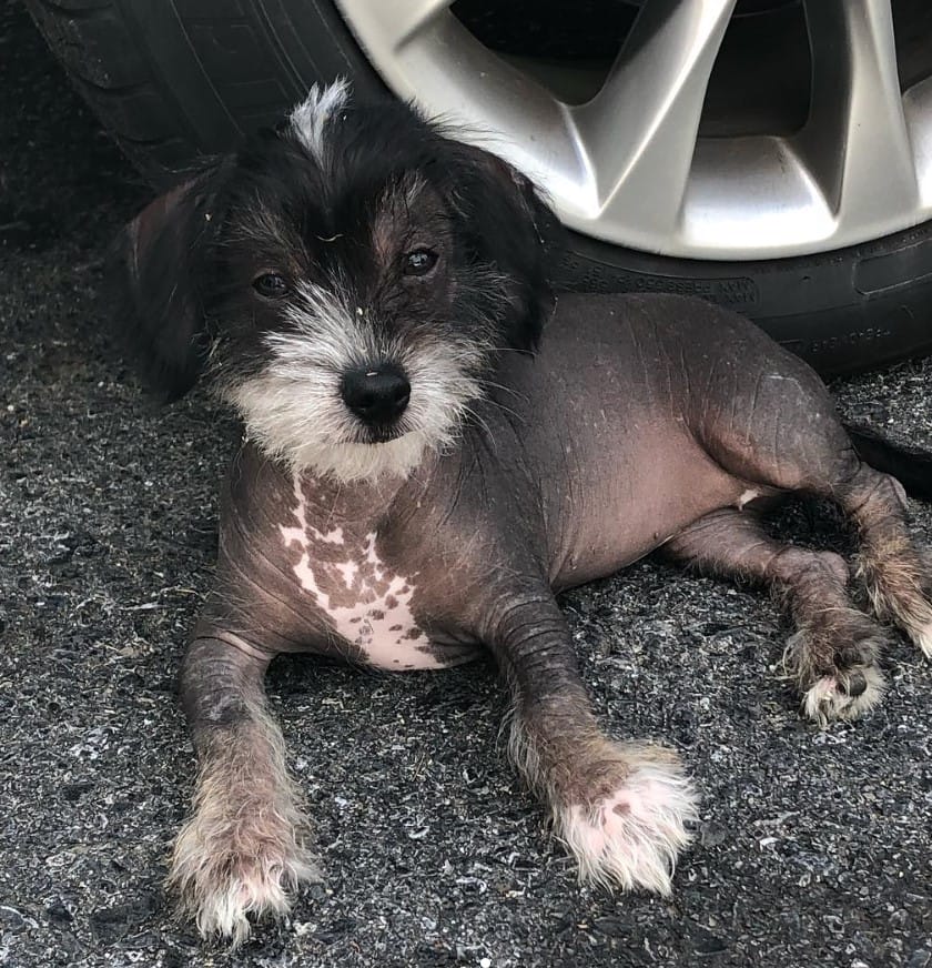 33 Beagle Mixed Breeds: List of Beagle Mix Breed Dogs - PetPress