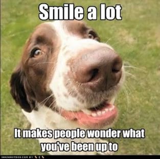 14 Funny Springer Spaniel Memes - Page 2 of 3 - PetPress