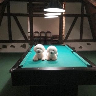 14 Activities That Bichon Frises Do Better Than Humans - PetPress