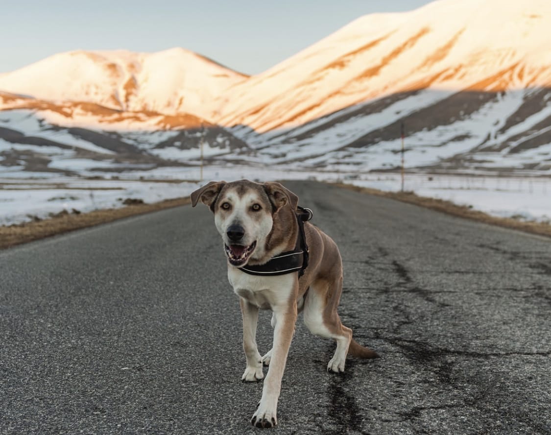 14 Amazing Husky Mixes That Will Melt Your Heart - PetPress