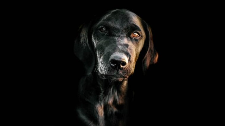 14 Reasons Why Labrador Retriever Is The Best Creature In The World ...