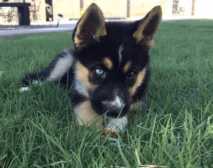 14 Amazing Husky Mixes That Will Melt Your Heart - PetPress