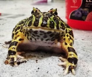 Frog Names - Over 500 Best Ideas For Naming Your Pet Frog