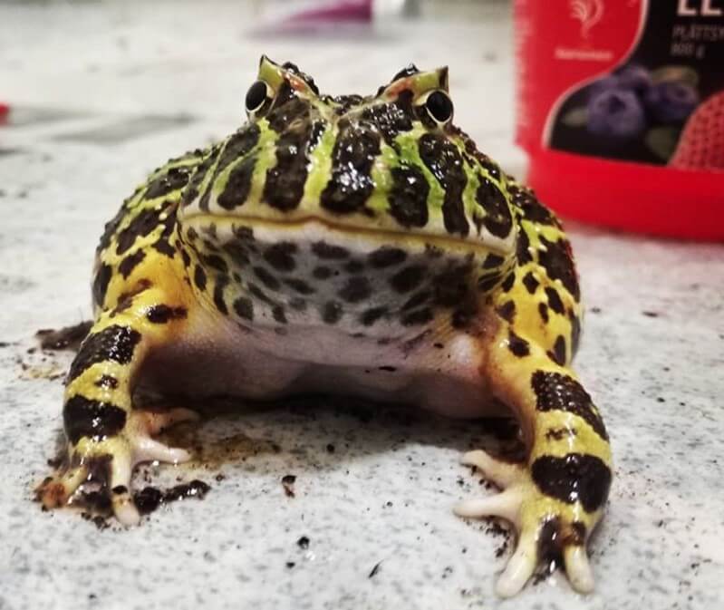 Frog Names - Over 500 Best Ideas For Naming Your Pet Frog