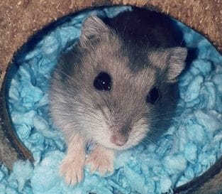 Dwarf Hamster Names - Over 250 Great Ideas For Naming Your Hamster