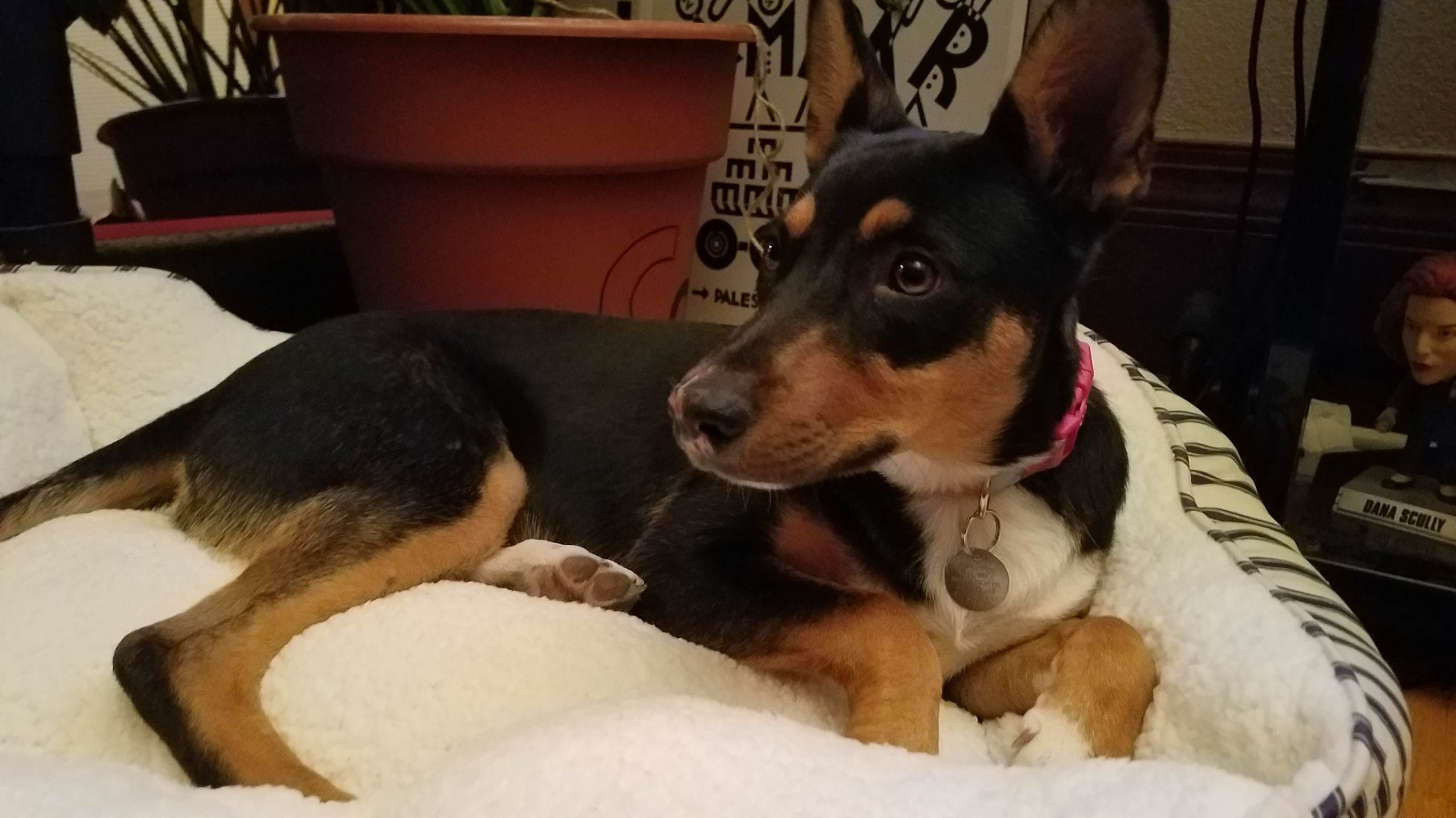 38 Awesome German Shepherd Mixes You Need To Feast Your Eyes On - PetPress