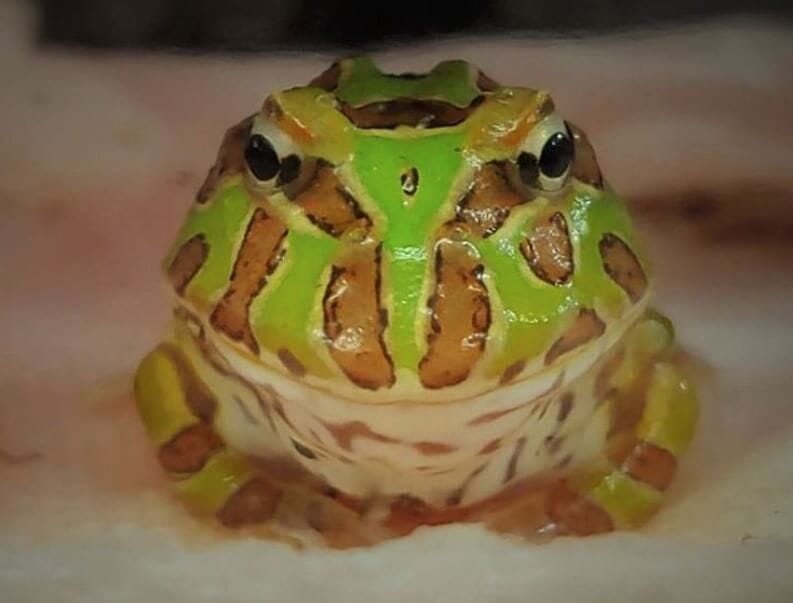 Frog Names - Over 500 Best Ideas For Naming Your Pet Frog