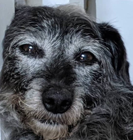 40 Cute Dachshund Mixes That Will Melt Your Heart