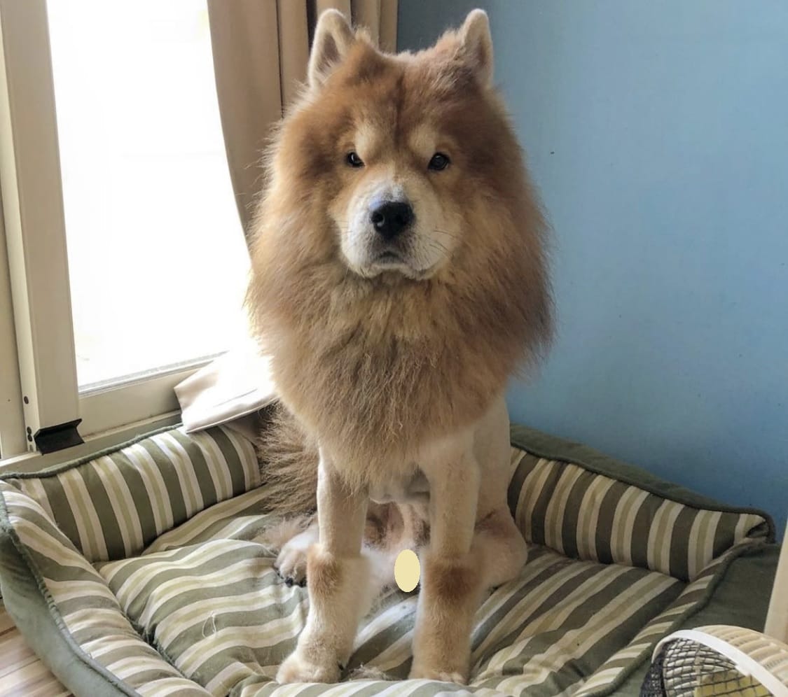 14 Pics Proving That Chow Chow is the Cutest Dog Breed Ever - PetPress