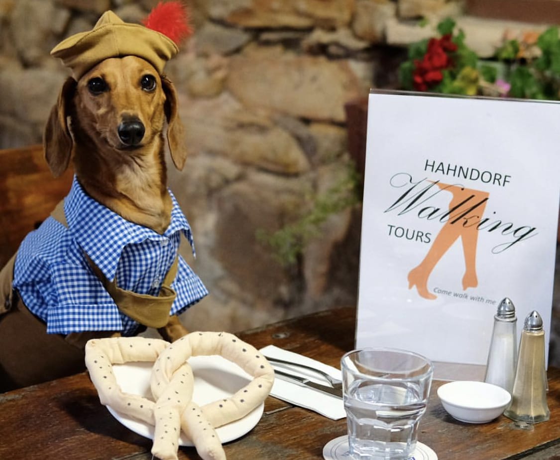 The 14 Best Jobs For Dachshunds - PetPress
