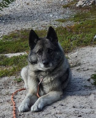 14 Historical Facts About The Hunter Dog – Norwegian Elkhound - Page 2 ...