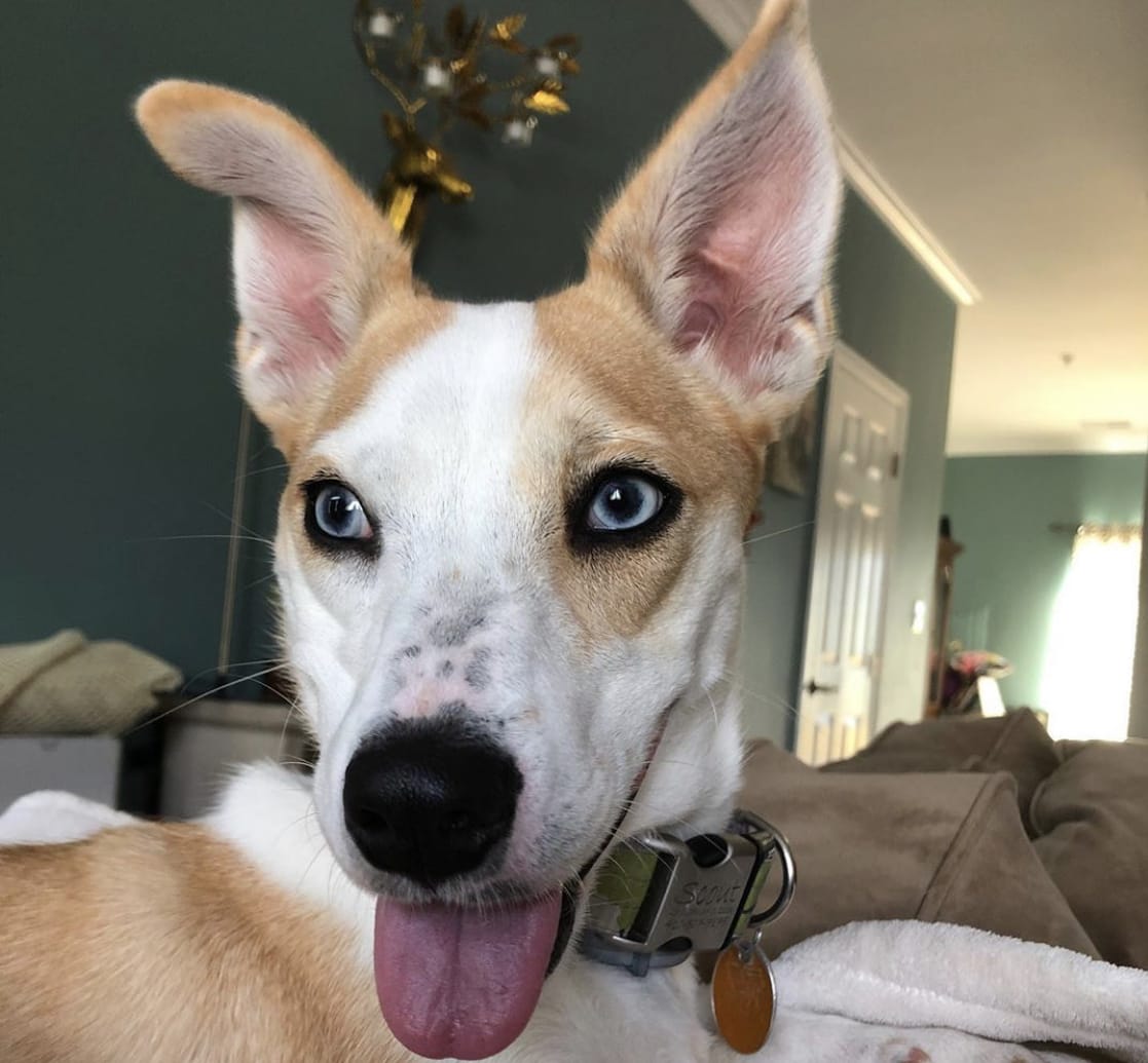The 14 Cutest Corgi Mixes That You’ve Ever Seen - PetPress